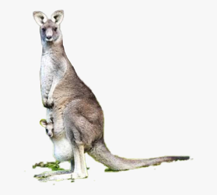 Clip Art Kankaru Sticker By Lilli - Kankaru , Free Transparent Clipart ...