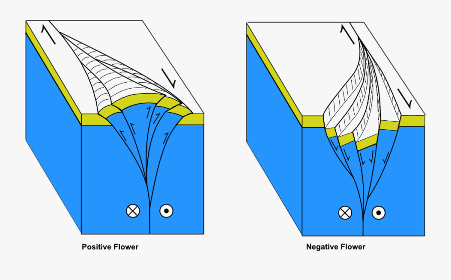 Are Here Is The - Positive And Negative Flower Structure , Free ...