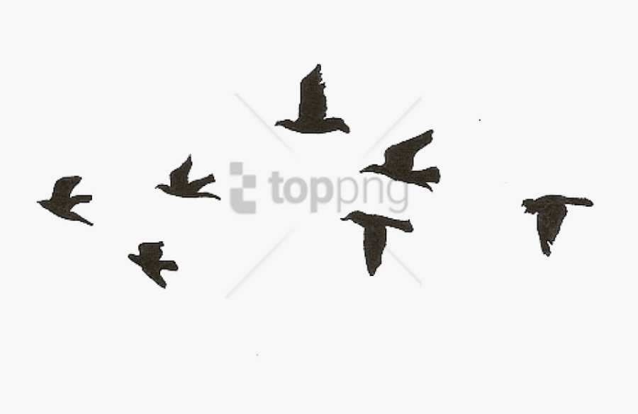 Bird Gif Png - Birds Flying Gif Png , Free Transparent Clipart - ClipartKey