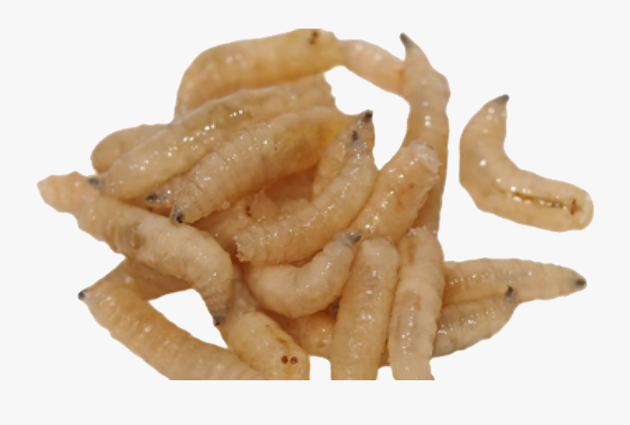 Maggots Png , Free Transparent Clipart - ClipartKey