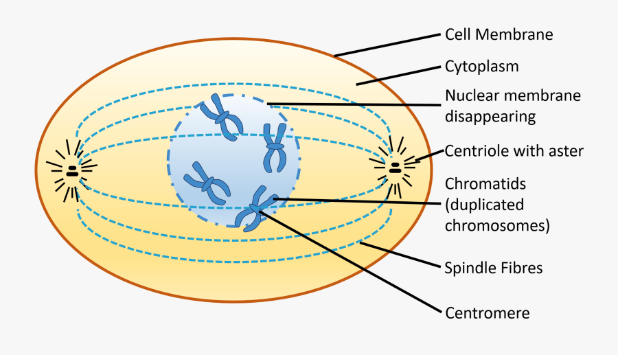 Thumbnail - Prophase , Free Transparent Clipart - ClipartKey