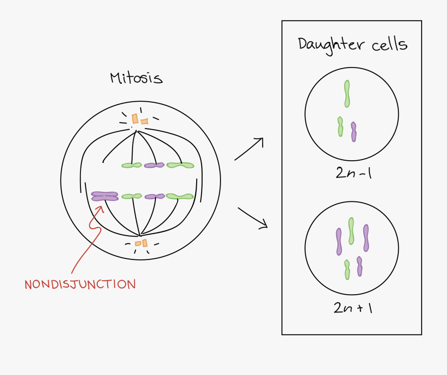 Chromatin Drawing Gamete - Disyuncion Cromosomica , Free Transparent ...