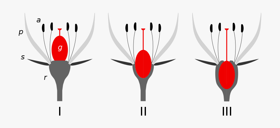 Difference Between Ovary And Ovule - Hypogynous Epigynous And ...