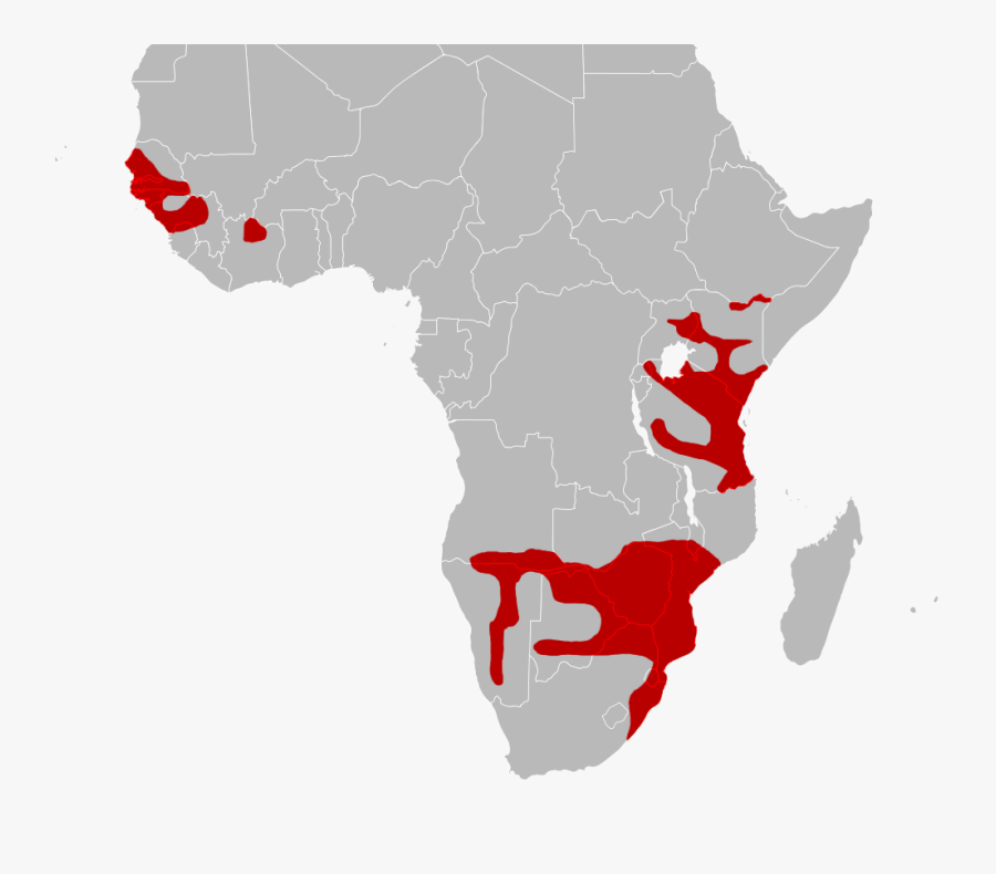 Transparent Black Mamba Png - Hamadryas Baboon Range , Free Transparent ...