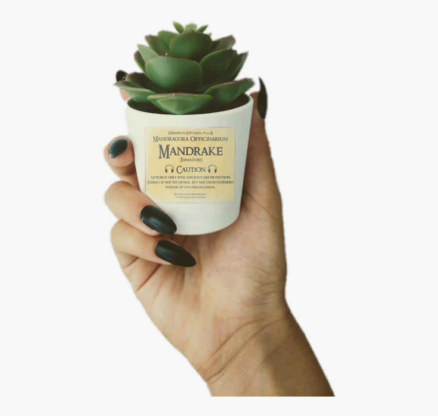 Freetoedit Hand Pot Plant Mandrake - Plants , Free Transparent Clipart ...