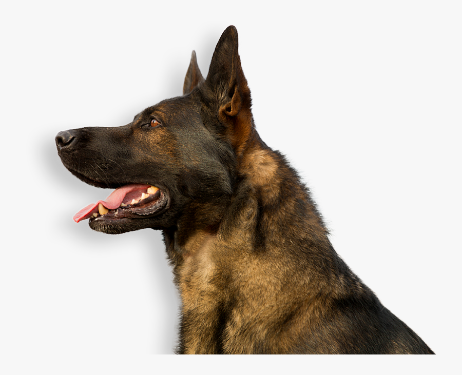 German Shepherd Profile Png , Free Transparent Clipart - ClipartKey