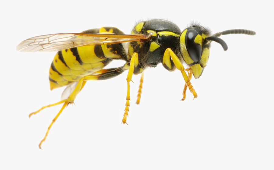 Transparent Yellowjacket Clipart - Wasp Png , Free Transparent Clipart ...