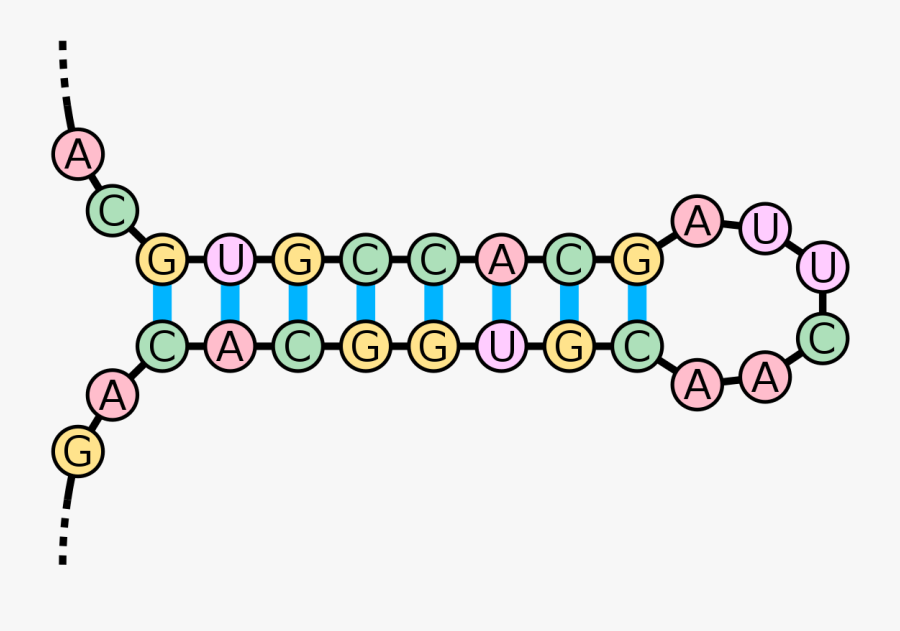 Hairpin Loop Clipart , Png Download - Rna Stem Loop , Free Transparent ...