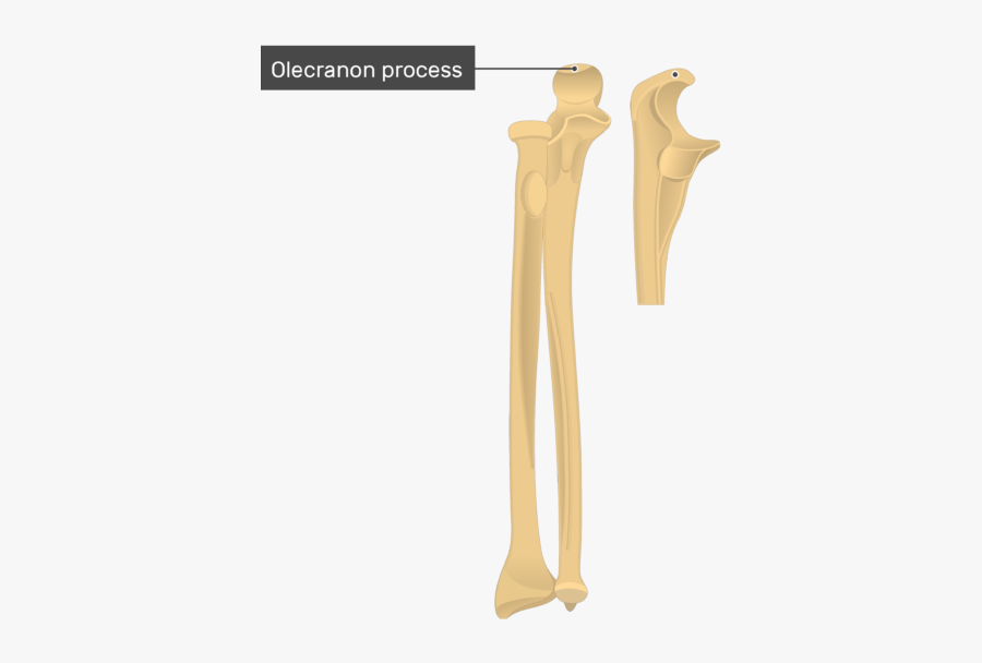 Clip Art And Ulna Bones Anatomy - Olecranon Process Of Radius , Free ...