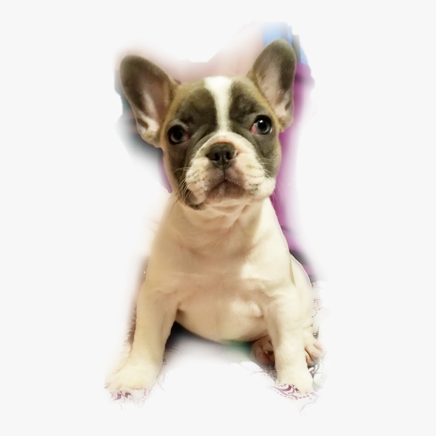 Transparent Frenchie Clipart - French Bulldog , Free Transparent ...