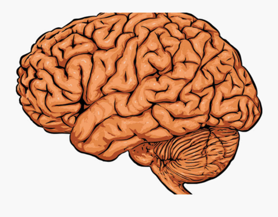 Location Of Prefrontal Cortex , Free Transparent Clipart - ClipartKey