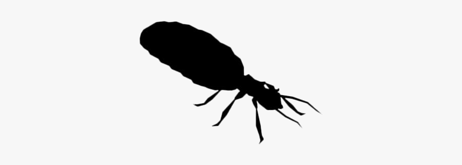 Queen Ant Png Transparent Images - Human Body Louse , Free Transparent ...