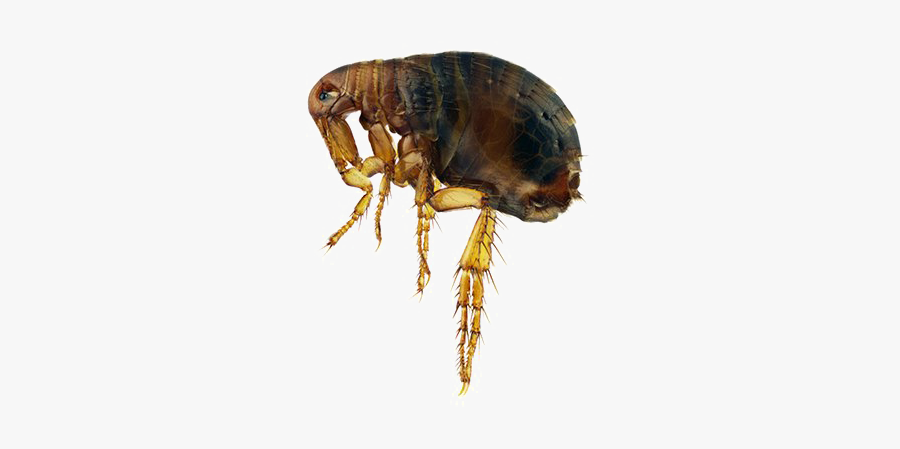Super Fleas With Giant Willies , Free Transparent Clipart - ClipartKey