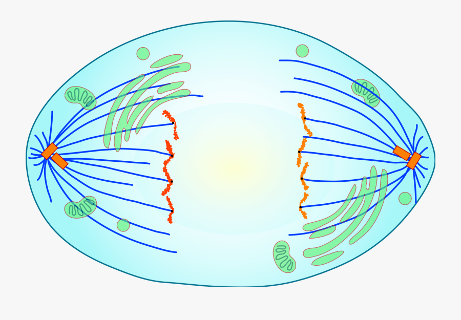 Phase Of Mitosis Is Shown , Free Transparent Clipart - ClipartKey