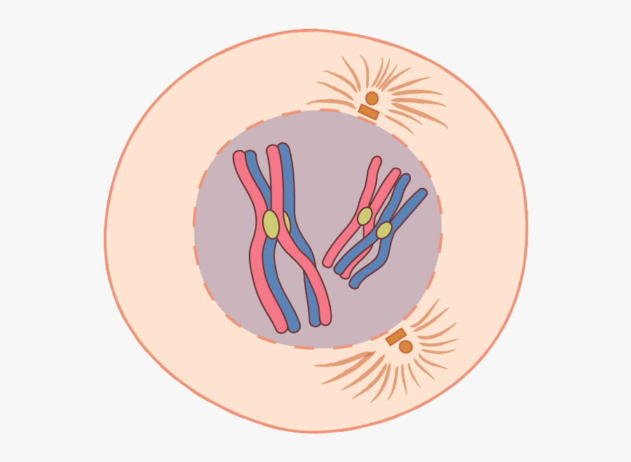 Mitosis Prophase , Free Transparent Clipart - ClipartKey