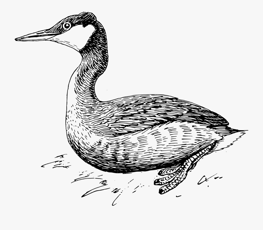 Five Extinct Animal Drawing , Free Transparent Clipart - ClipartKey