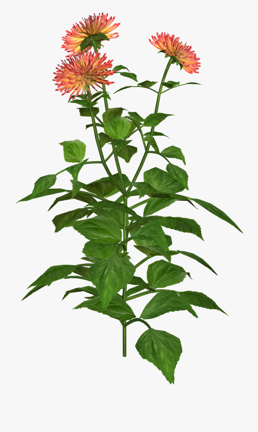 Indian Blanket , Free Transparent Clipart - ClipartKey