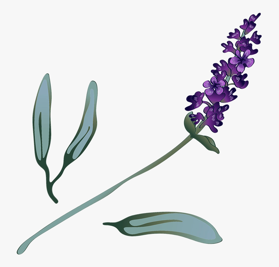 Lavender Sprig - Fernleaf Lavender , Free Transparent Clipart - ClipartKey