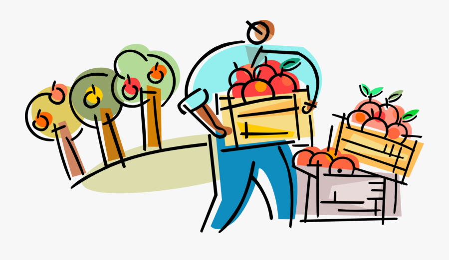 Vector Illustration Of Farmer In Fruit Orchard Harvests - Fruit Farmer ...