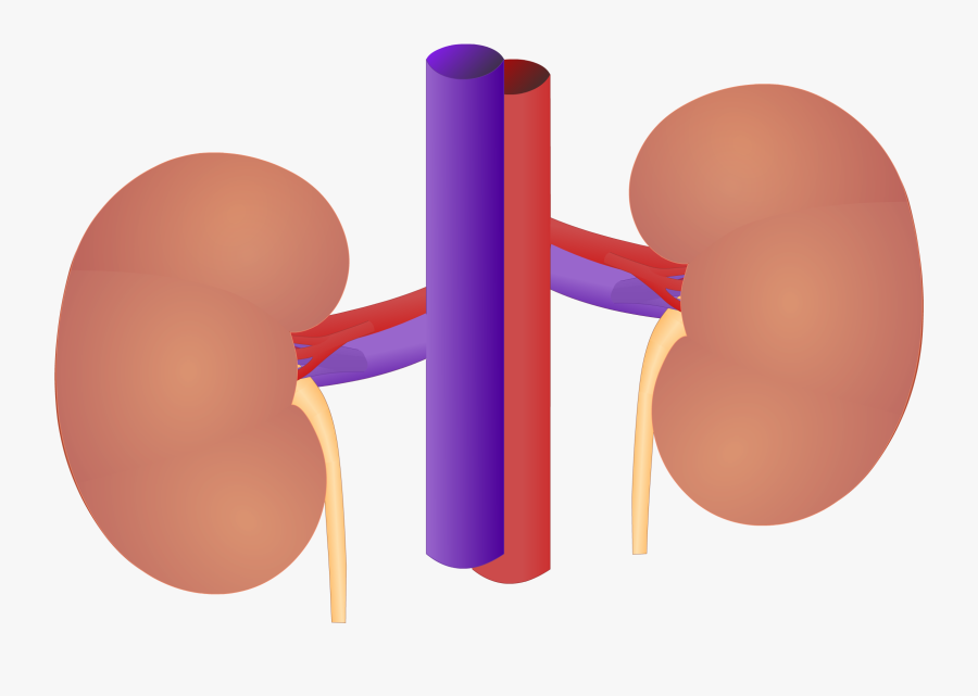Kidney Clipart Urinary System , Free Transparent Clipart - ClipartKey
