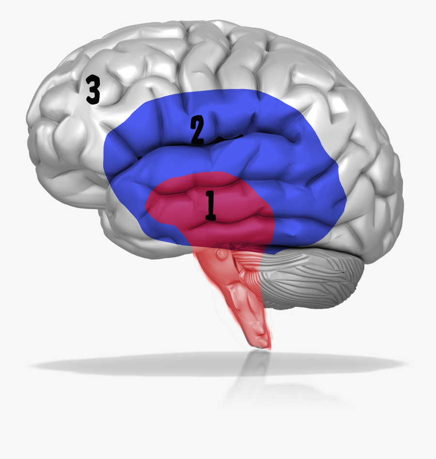 Three Brains , Free Transparent Clipart - ClipartKey