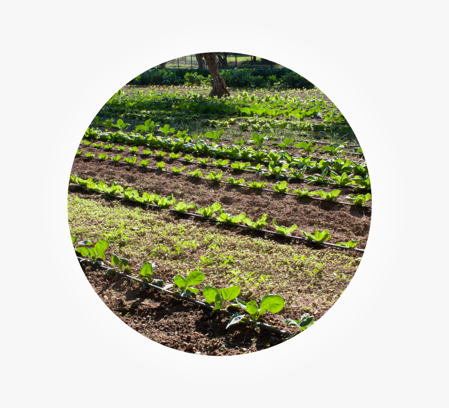 Crops Clipart Cash Crop - Cash Crop , Free Transparent Clipart - ClipartKey