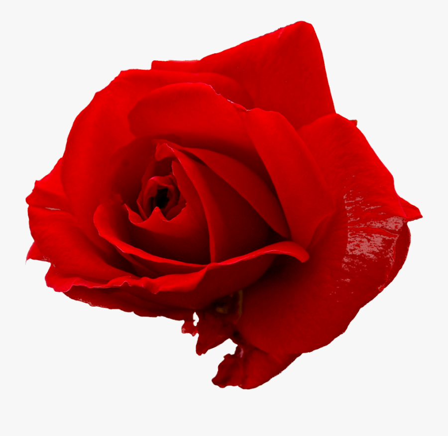 Graphic Red Rose Png , Free Transparent Clipart - ClipartKey