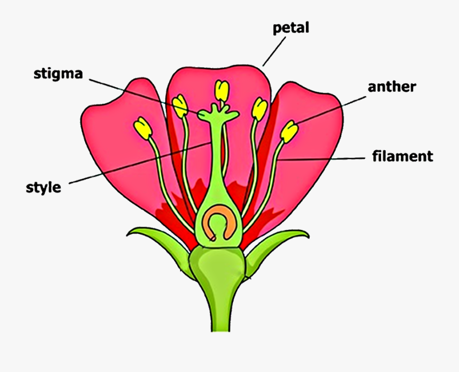 Diagram Of Flower With Labelling Free Transparent Clipart ClipartKey