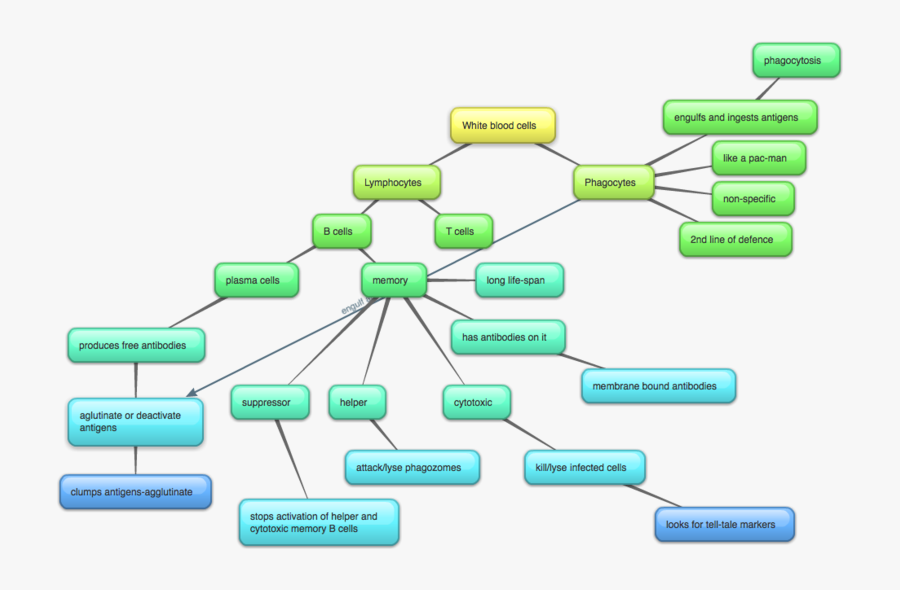 Tis-science - Grade - Photosynthesis Spider Diagram , Free Transparent ...