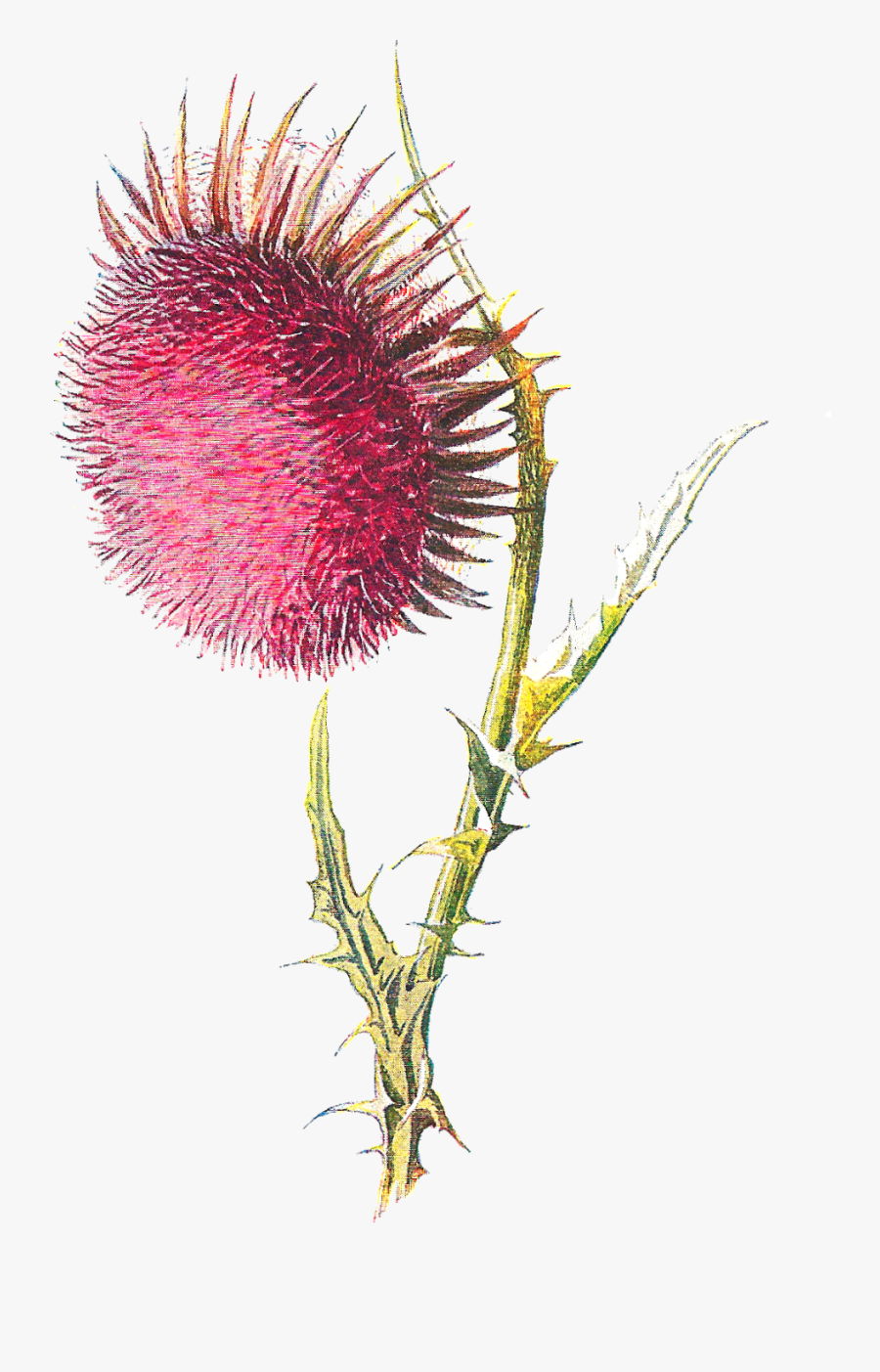 Thistle Clip Art , Free Transparent Clipart - ClipartKey