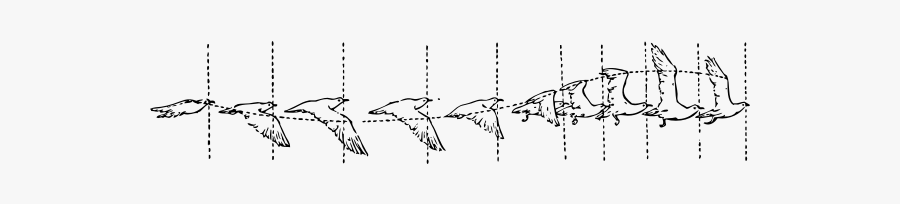 Clip Art Of Diagram Of A Bird In Flight - Flying Bird Animation Cycle ...