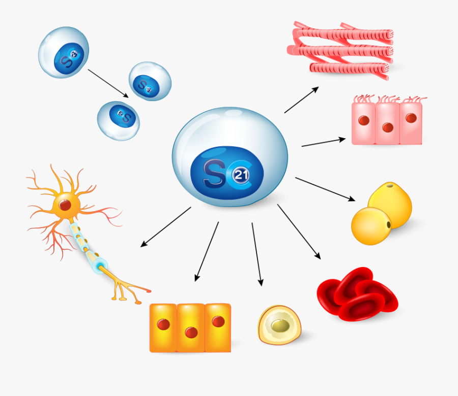 Stem Cell , Free Transparent Clipart - ClipartKey