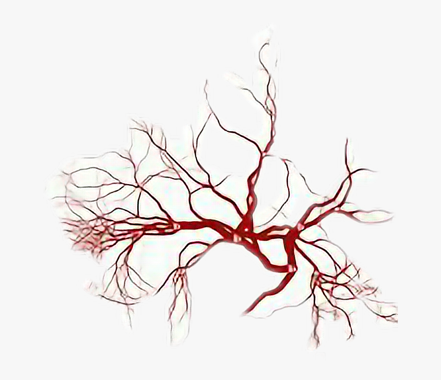 #veins - Human Veins Texture , Free Transparent Clipart - ClipartKey