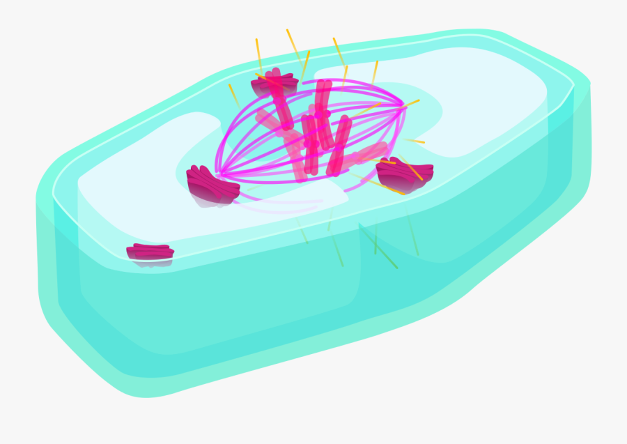 Plant Cell Transparent Png , Free Transparent Clipart - ClipartKey