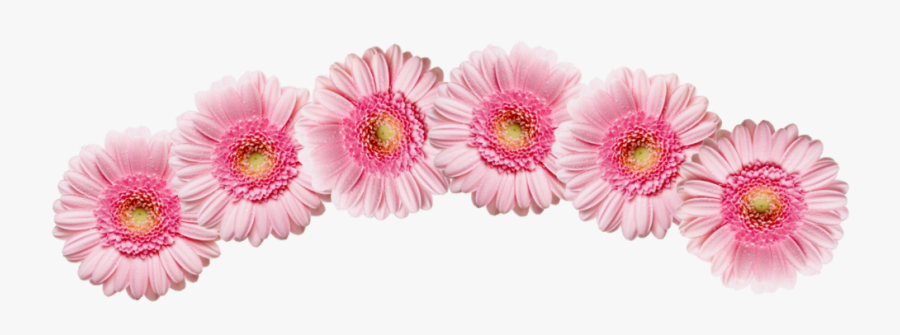 Transparent Daisy Chain Clipart - Barberton Daisy , Free Transparent ...