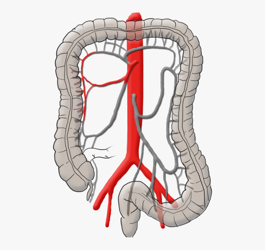 Right Colic Artery , Free Transparent Clipart - ClipartKey