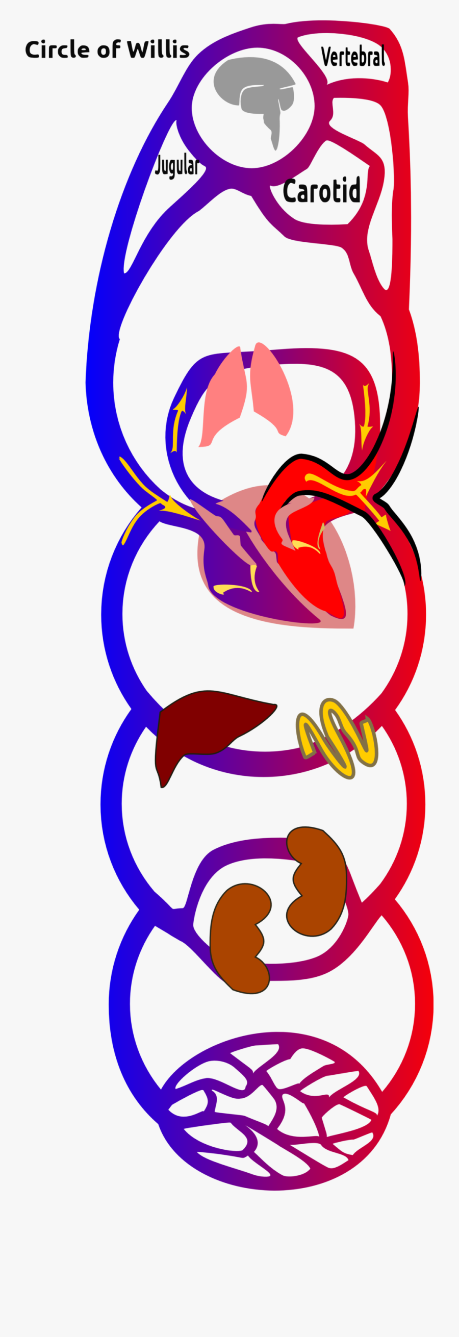 Big And Small Circulation , Free Transparent Clipart - ClipartKey