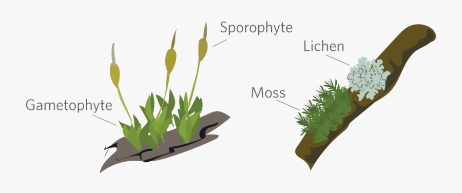 Moss Fruiting Bodies , Free Transparent Clipart - ClipartKey