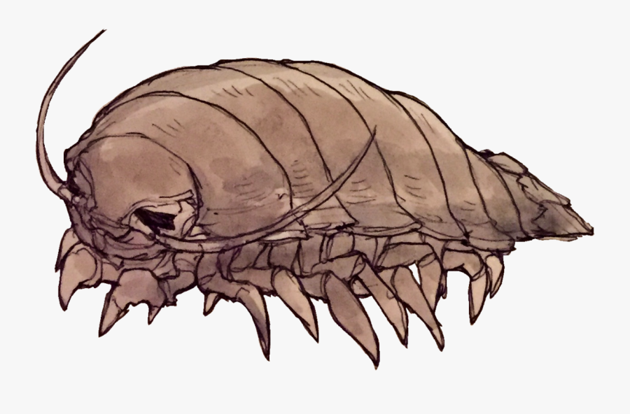 Isopod Png , Free Transparent Clipart - ClipartKey