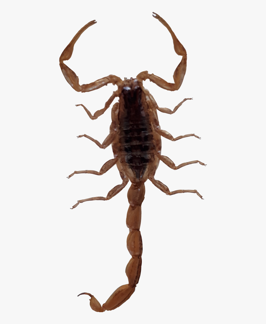#alacran #escorpión - Scorpion , Free Transparent Clipart - ClipartKey