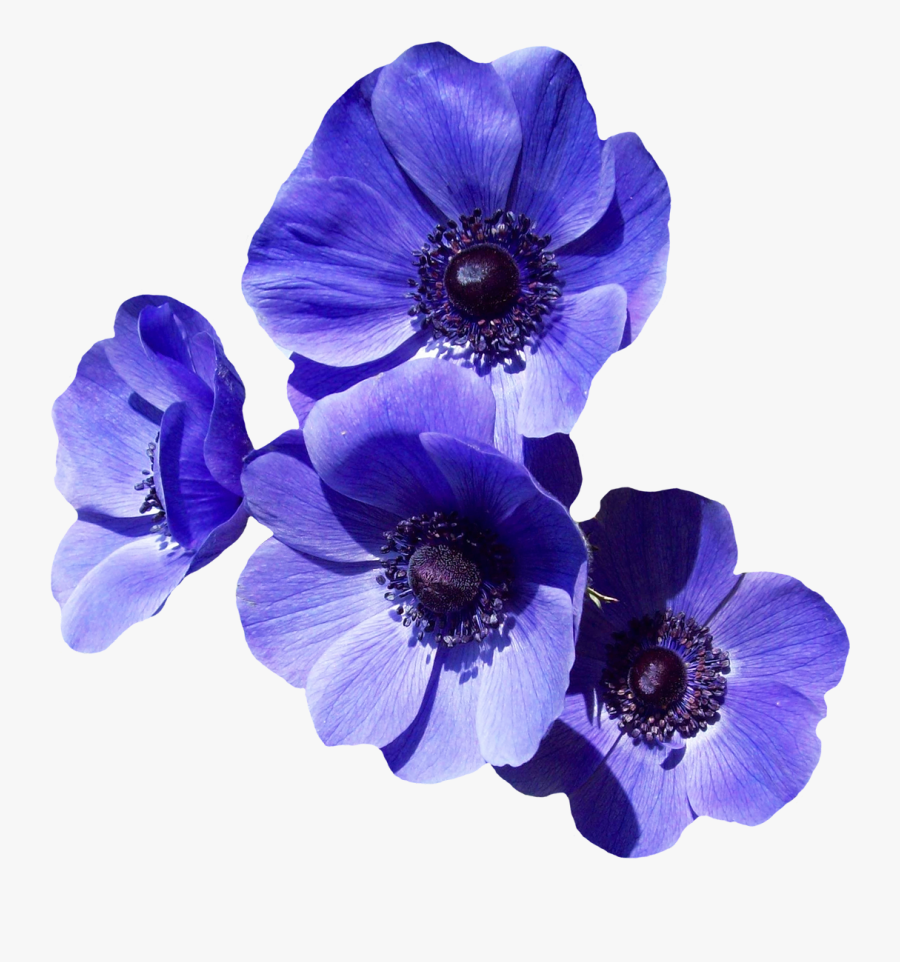 Blue Poppy Clipart - Transparent Background Real Flower Png , Free ...