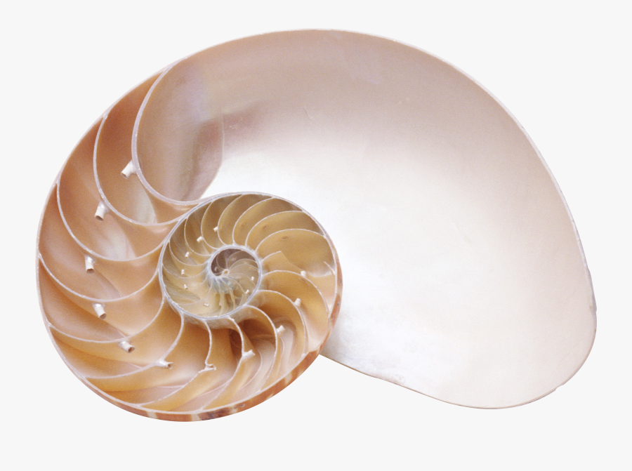 Seashell Png - Nautilus Png , Free Transparent Clipart - ClipartKey