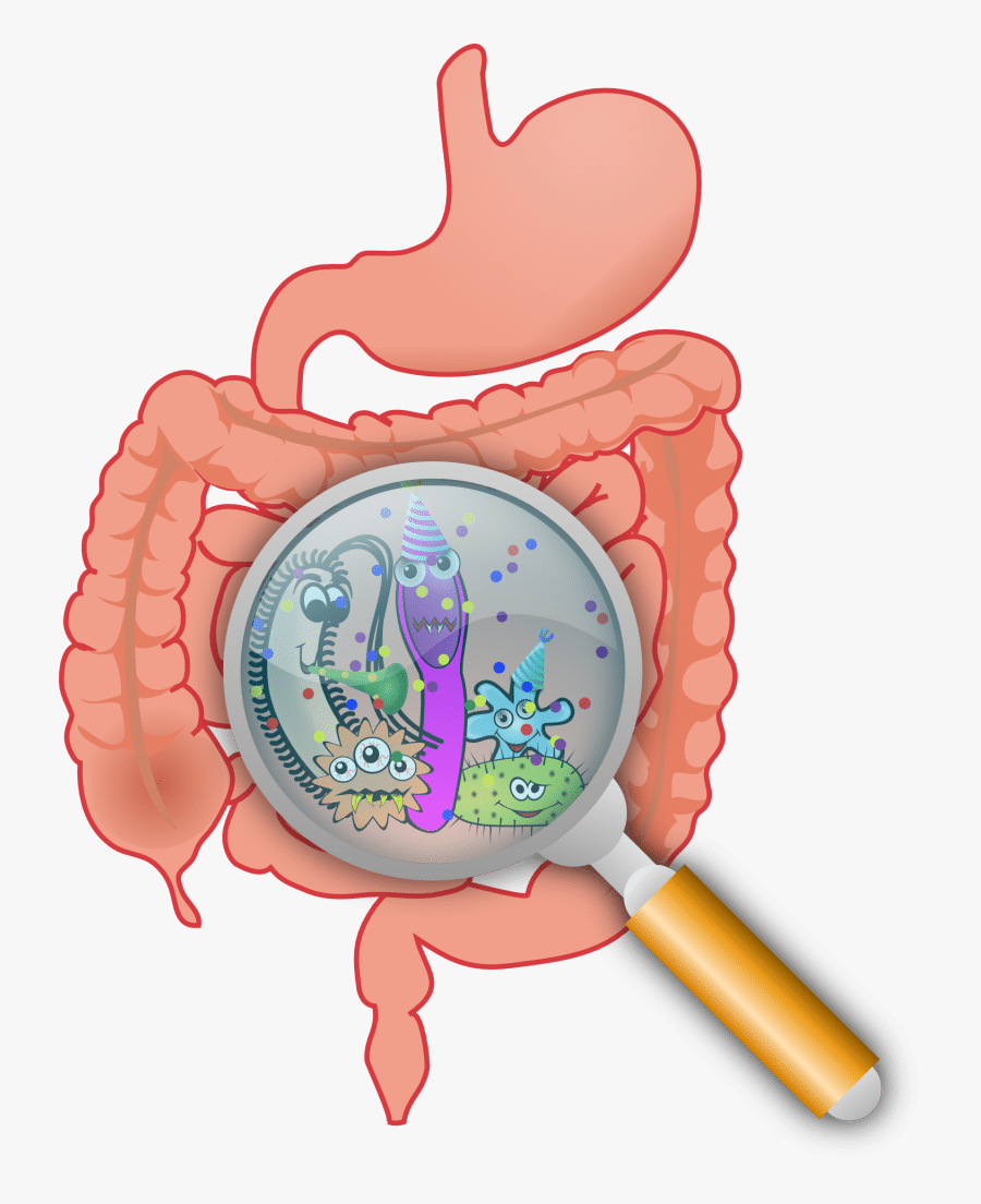 Gut Probiotic , Free Transparent Clipart - ClipartKey