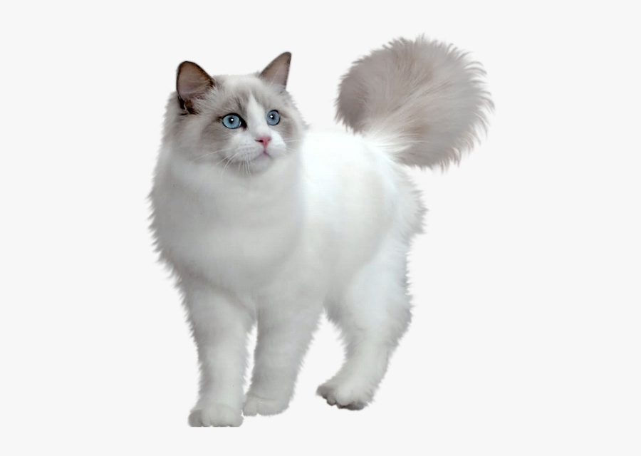 White Cat Transparent Background , Free Transparent Clipart - ClipartKey