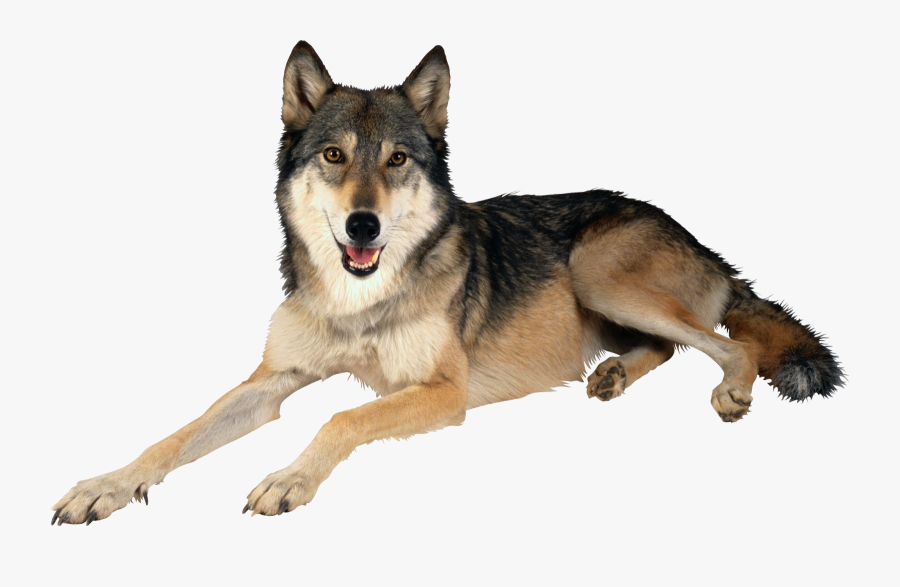 Alpha Wolf Clipart - Wolf Dog Png , Free Transparent Clipart - ClipartKey