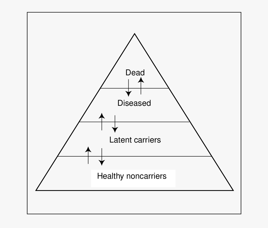 An Model Of Infection - Triangle , Free Transparent Clipart - ClipartKey