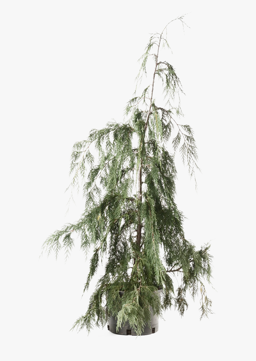 Cedar Tree Png Clipart - Red Pine , Free Transparent Clipart - ClipartKey