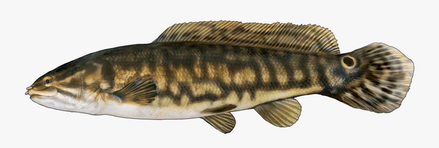 Northern Pike , Free Transparent Clipart - ClipartKey