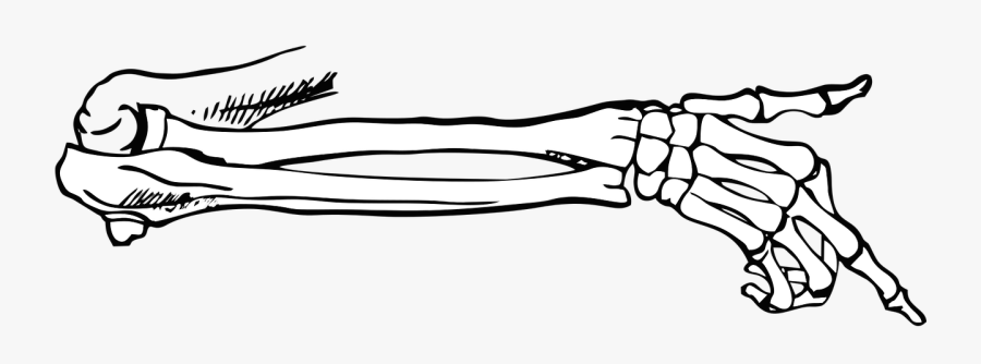 Cartoon Skeleton Arm Png , Free Transparent Clipart - ClipartKey