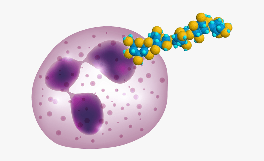 Neutrophil Diagram